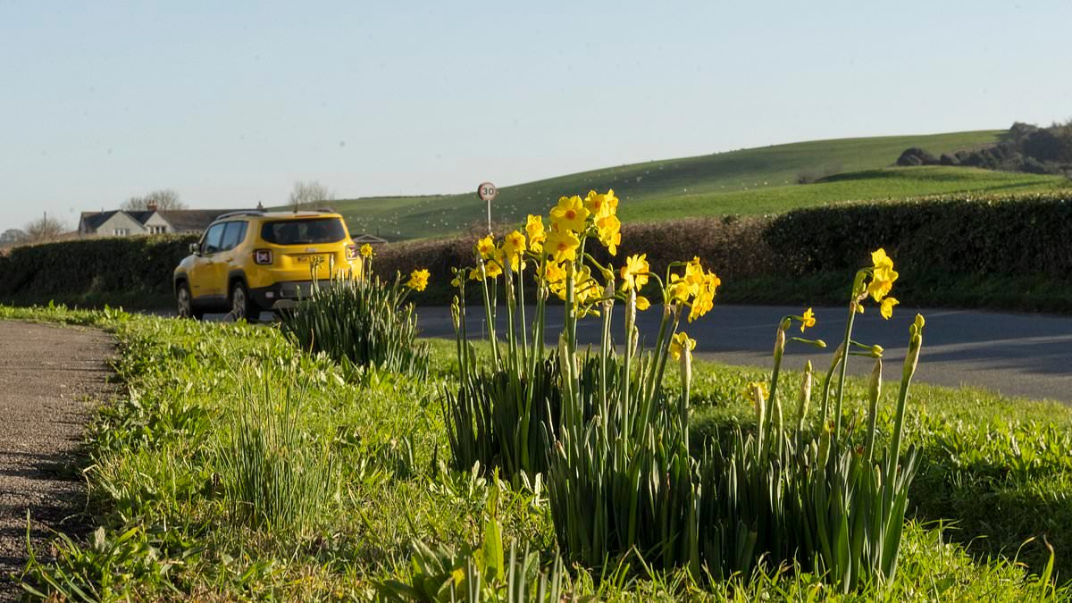 Daffodils bloom in December after mild temperatures - before plunging ...